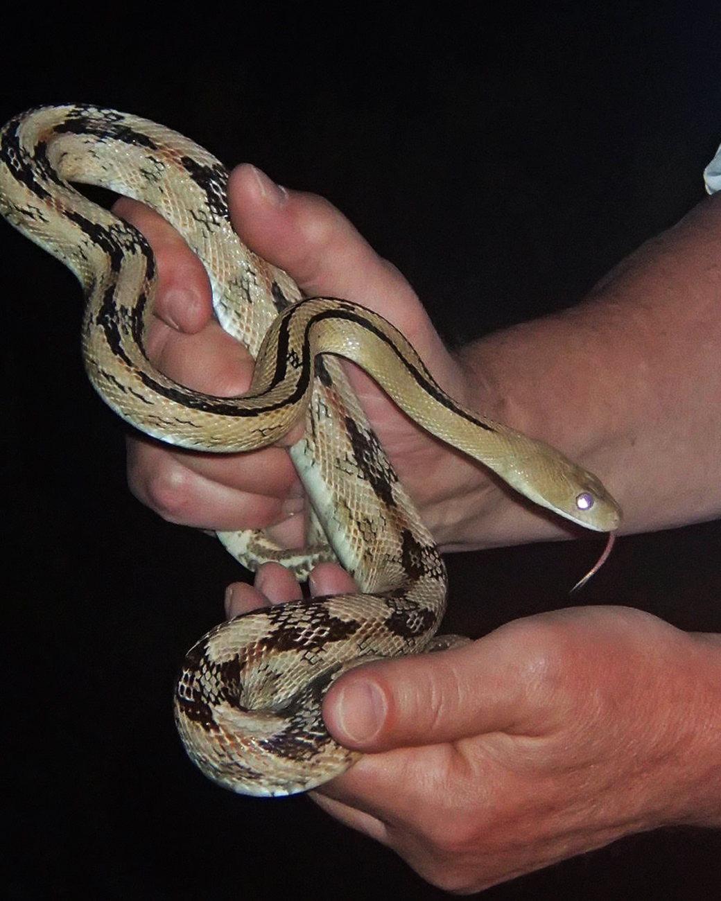 Nighttime Herping in Big Bend National Park - Snakes! | Brake for Nature